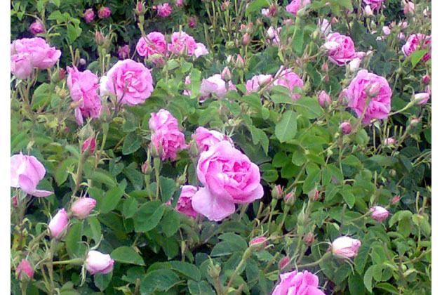 FamousRoses.eu: Trandafirul, cel mai puternic aliat al tau - Fashion8.ro 🌟